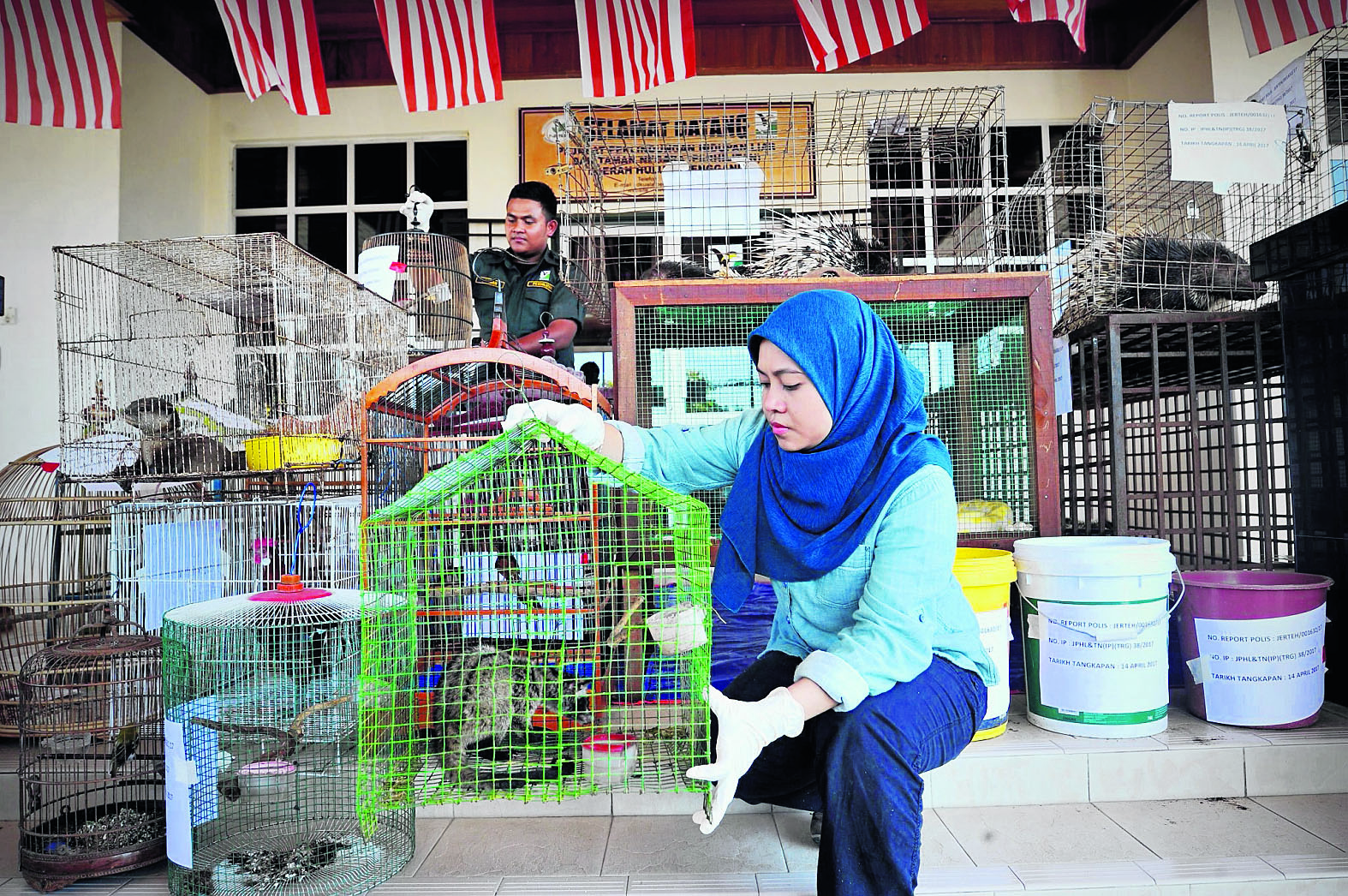 Pabila Penaku Menari: Perhilitan berjaya selamatkan haiwan dilindungi ...