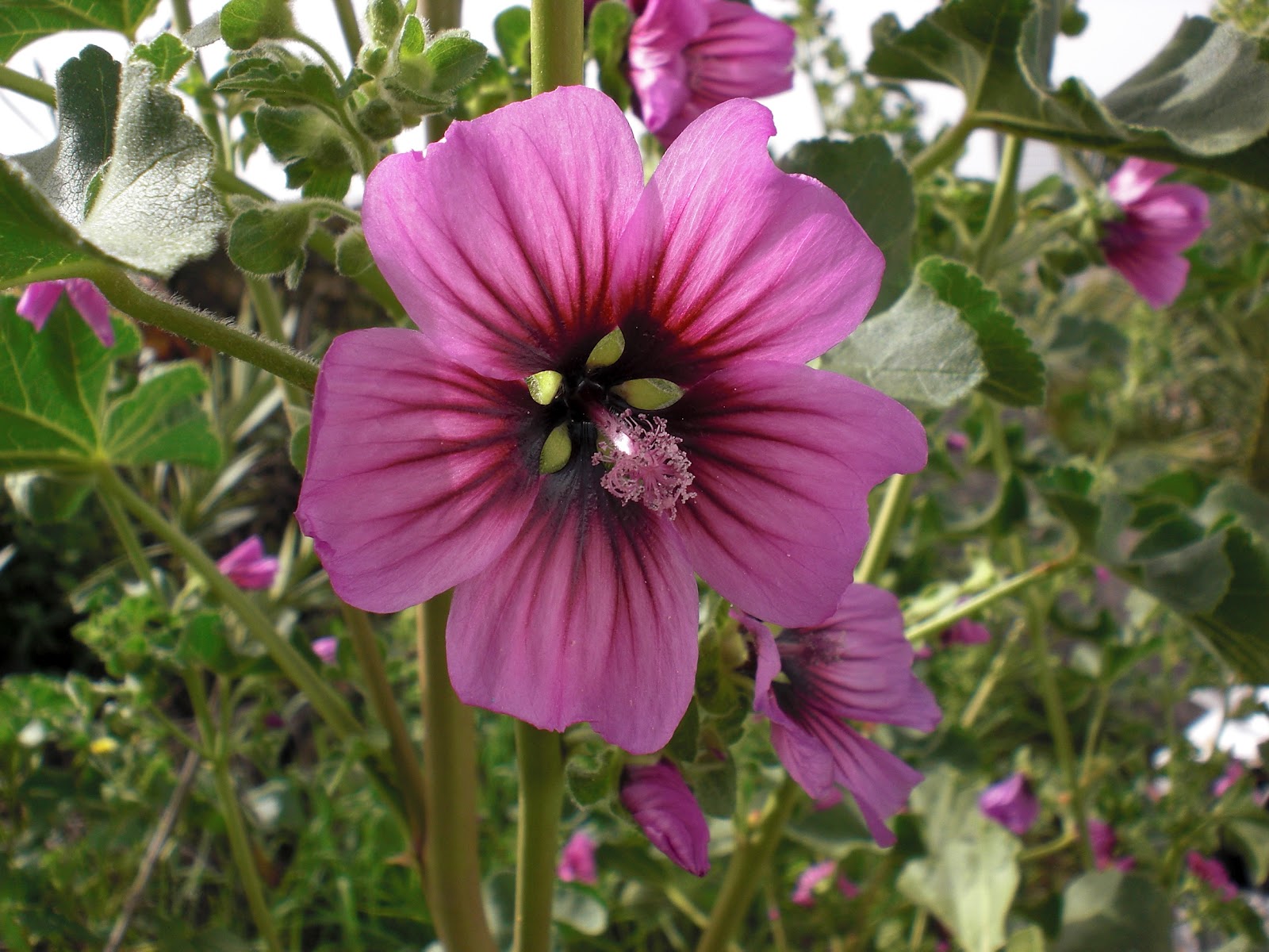Perfumes y luces de Extremadura: Lavatera arborea. Familia: Malvaceae.
