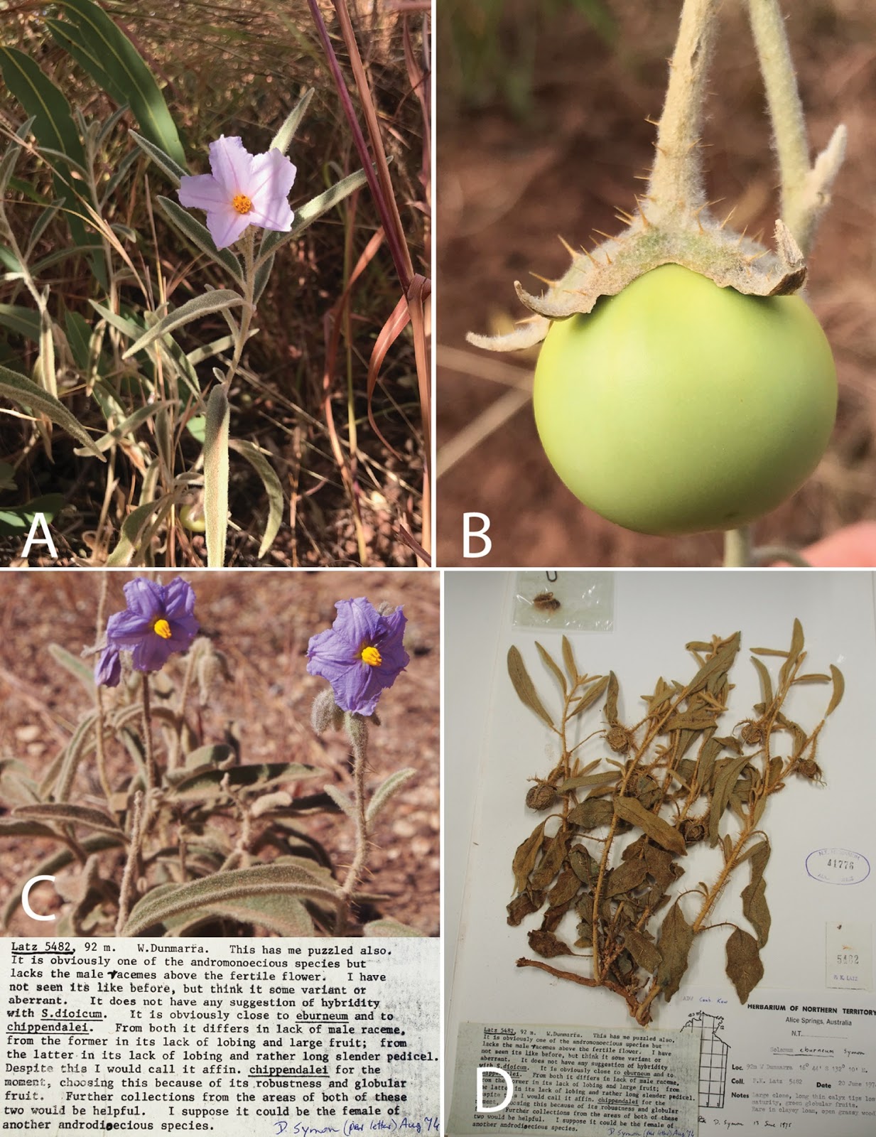 Species New to Science: [Botany • 2019] Solanum plastisexum (Solanaceae ...