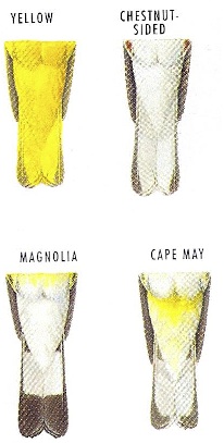 WarblerWatch: Sweet Tweet By Me: Utilizing Warblers' Undertail Covert ...