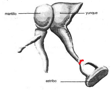 Anatomía del Oído: Oído Medio ~ Audiología didáctica para estudiantes