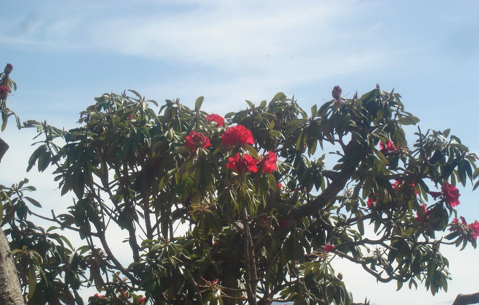 Nature Photography: Burans (Rhododendron)