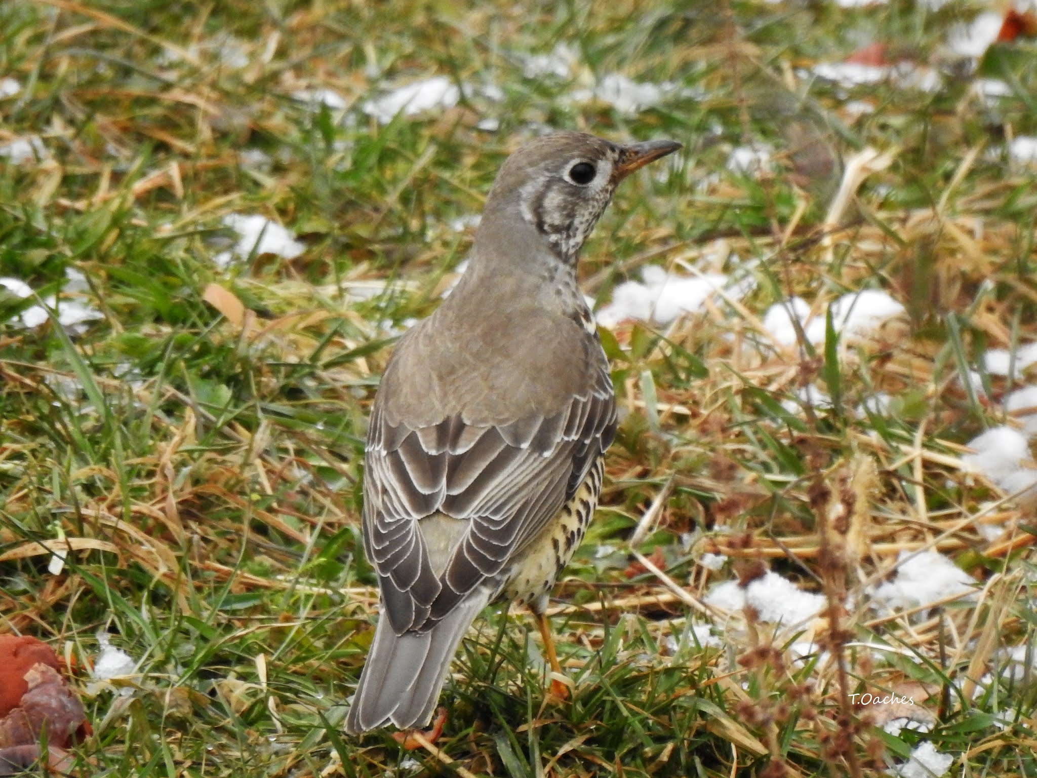 PASARI DIN ROMANIA: STURZ DE VASC, Turdus viscivorus