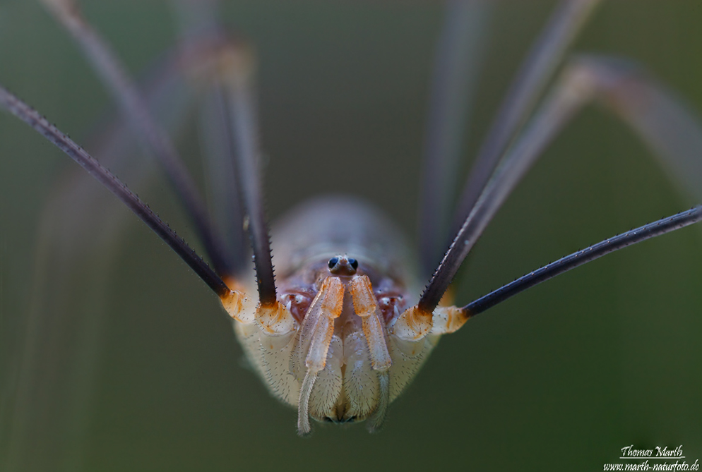 Thomas Marth Naturfotografie: Weberknechte