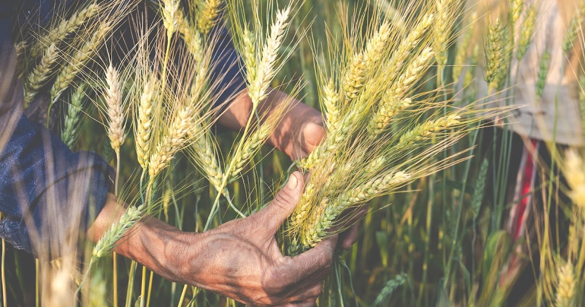 the main characteristics of peasants and rural life