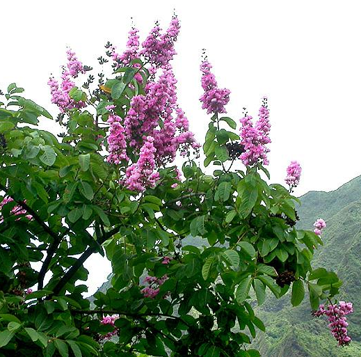 Herbal Plants: Banaba