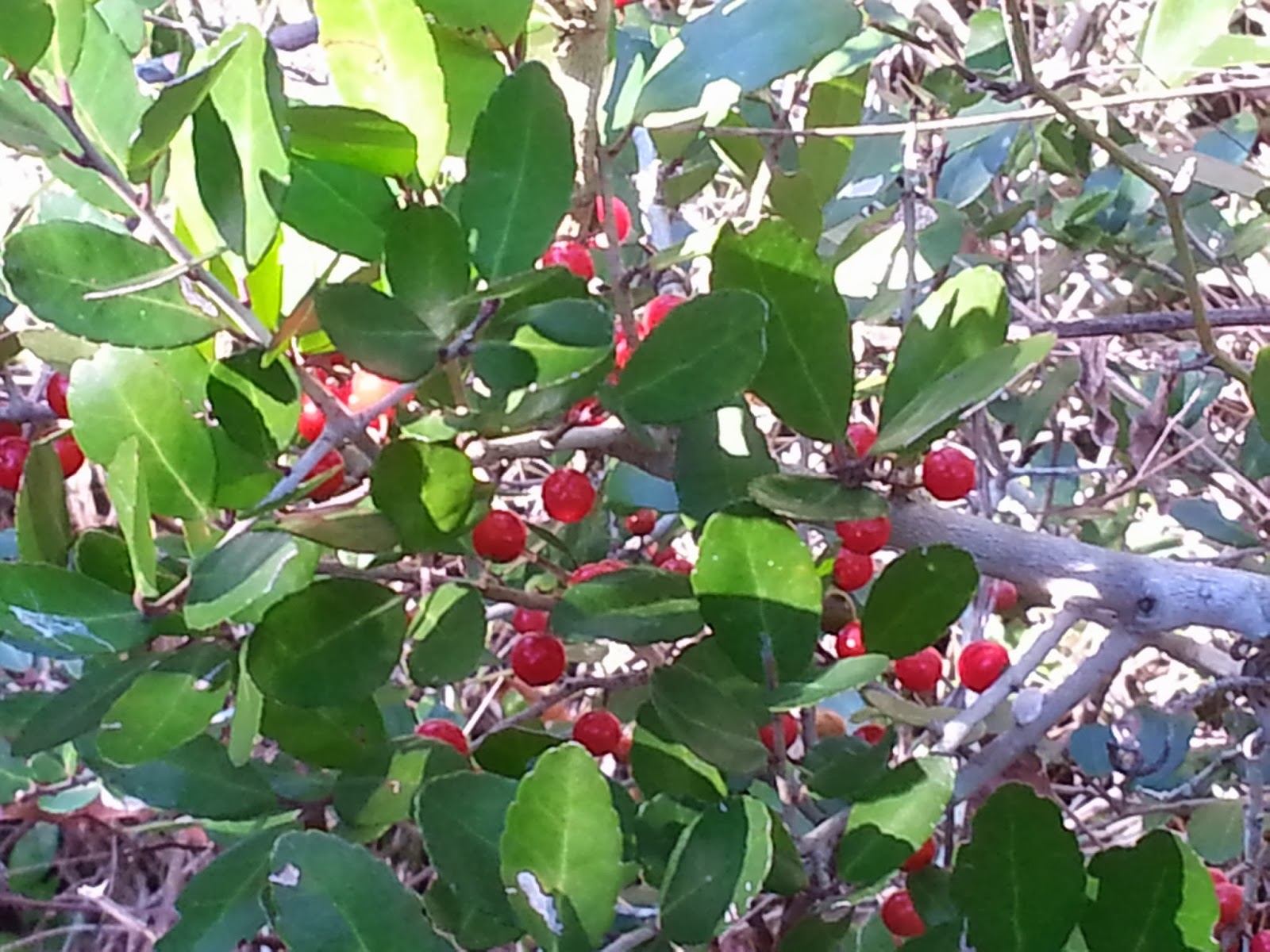 Ocracoke Island Journal: Yaupon