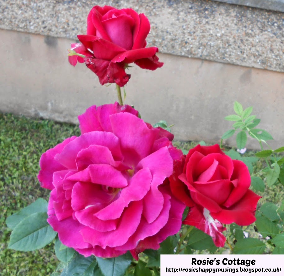 Rosie's Cottage: Rosie's Rose Garden In Bloom & Free Printables!
