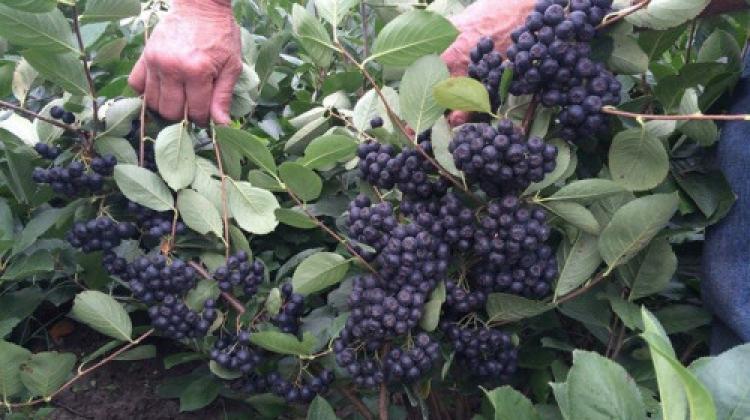 Aronija prirodni lijek