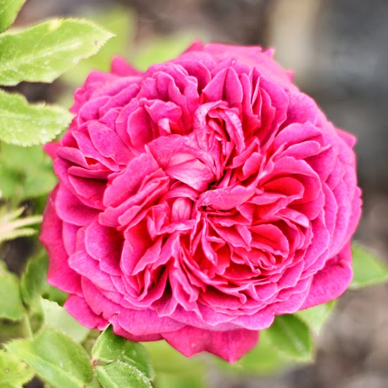 VW Garden: English Roses Blooming in All Shades of Pink