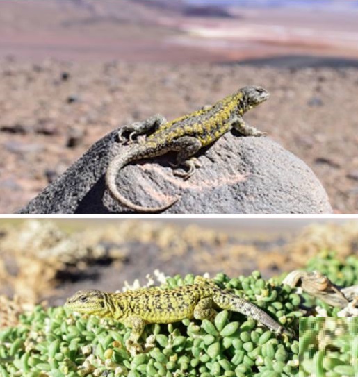 Species New to Science: [Herpetology • 2021] Liolaemus kunza & L ...
