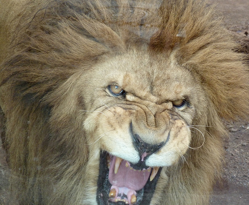 Blog de Jose Maria Alguersuari: MAURICIO SEDÓ. EL SEÑOR DE LAS ISLAS