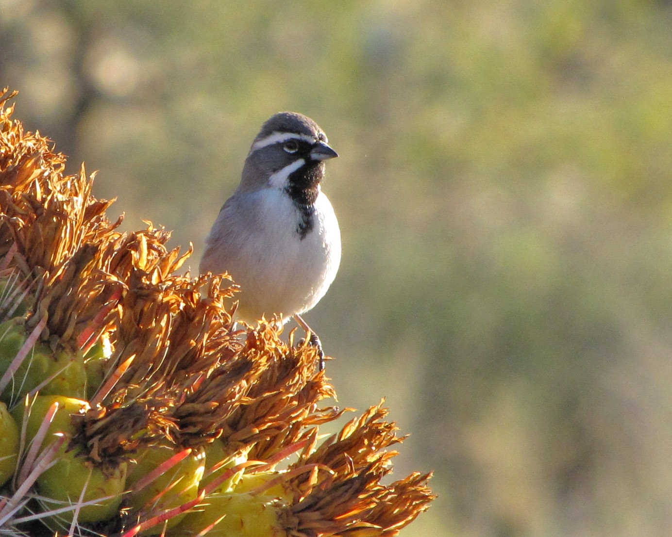 January Birds | Desert Colors