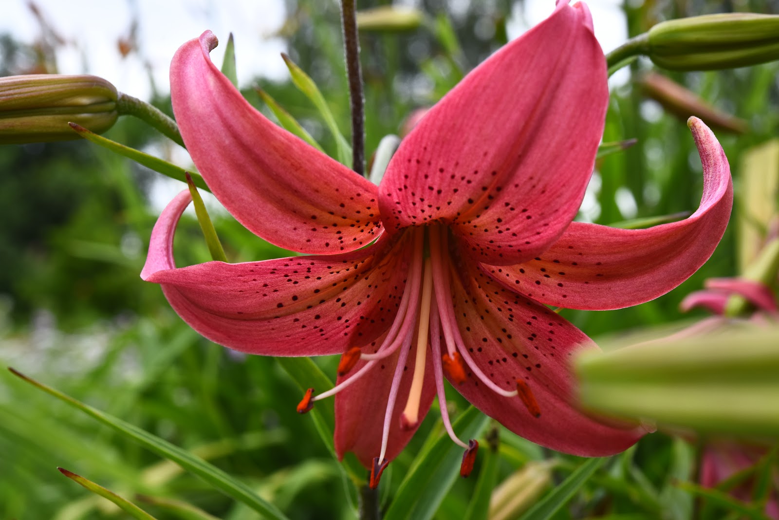 Lelija (pilkšvai rožinė)