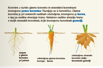 Naravoslovje 6: Zgradba in delovanje rastlin - ponovitev_1