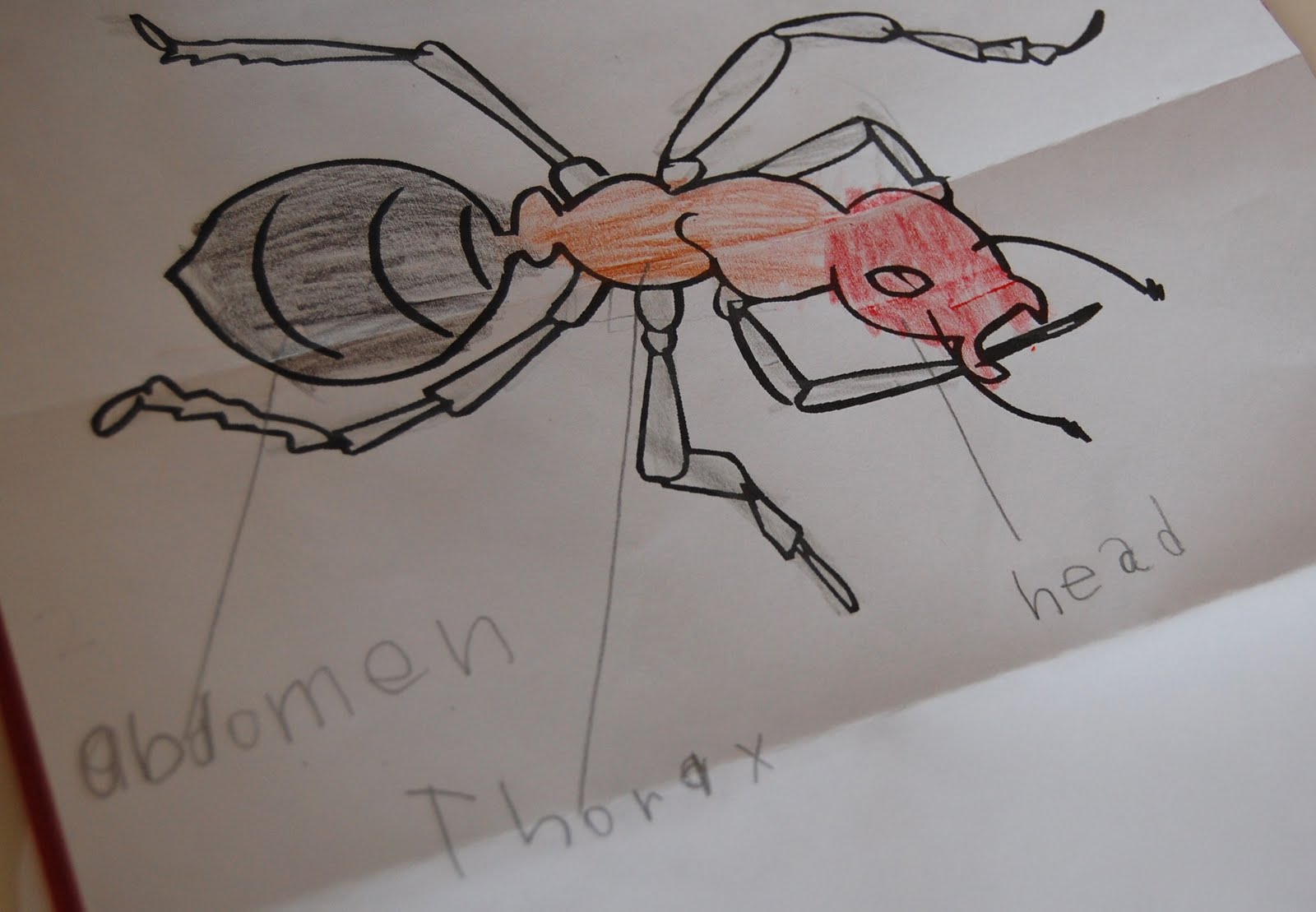 Our Creative Day: Mini-Ant Lapbook