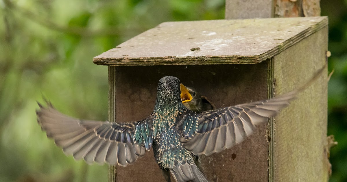 Snatur-bloggen: De første kuld er flyveklare.
