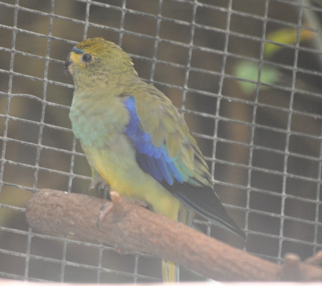 ZOOTOGRAFIANDO (5.836 ANIMALS): PERICO CRISÓSTOMO O DE ALAS AZULES ...