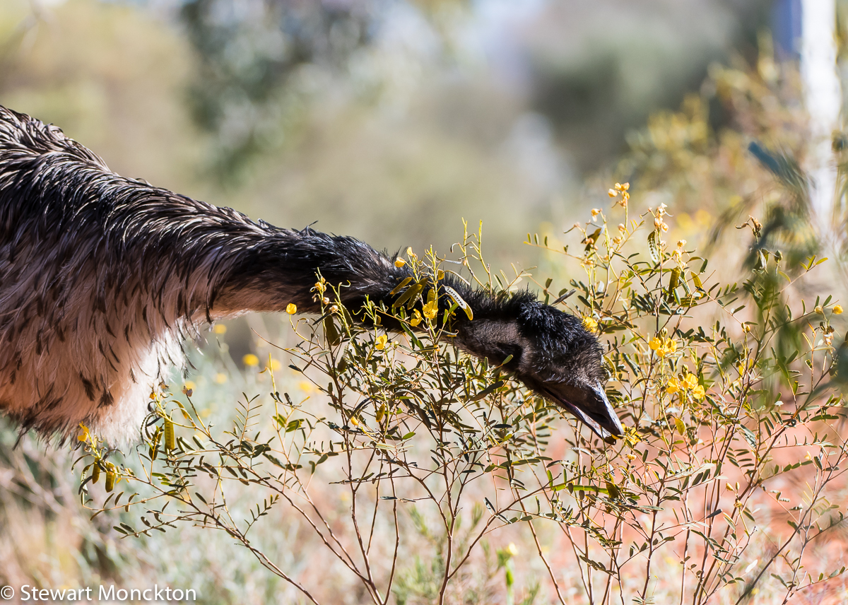 Paying Ready Attention - Photo Gallery: Wild Bird Wednesday 378 - Emu