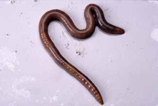 Invertebrados II: Filo Annelida