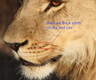 wildfolio: Lion Identification (Part 1 - Whisker Spots)
