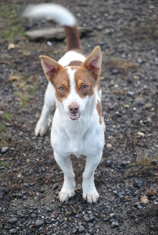 MUNDO ANIMAL: Can Guicho ou Quisquelo