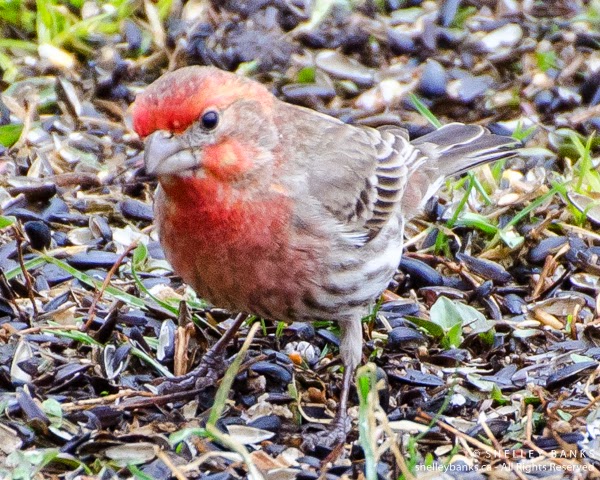 Prairie Nature: Regina Backyard Birds: Finches, Sparrows, Siskins ...