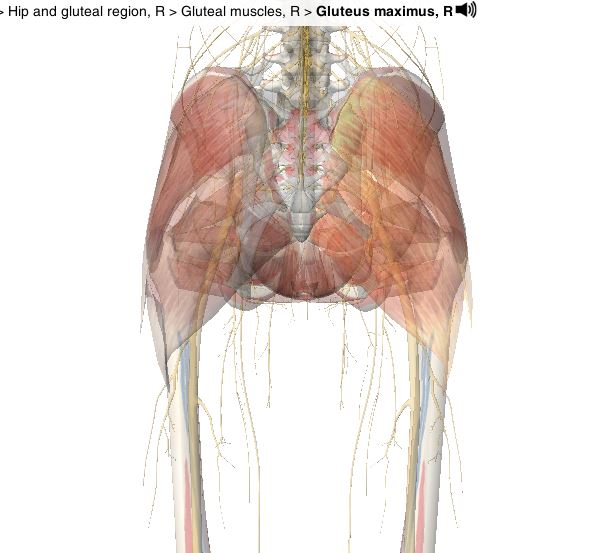AMG: ANATOMIE REZUMAT- 9: Sistemul muscular