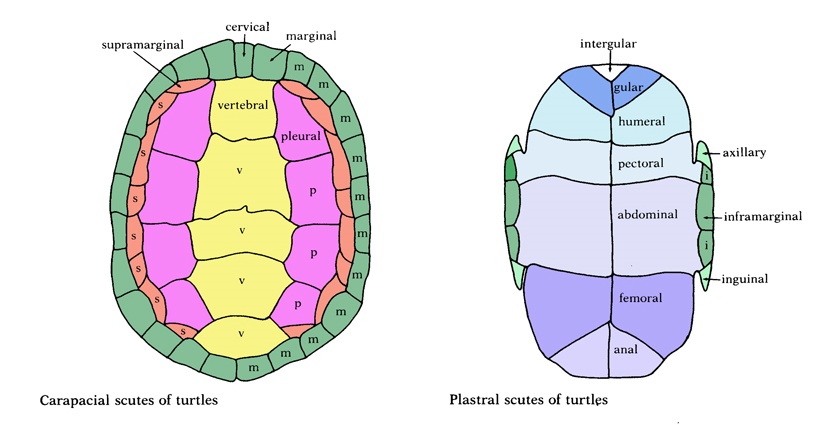 Biology of the Reptilia: January 2014