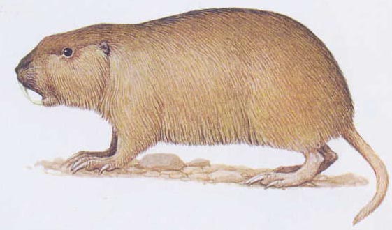 Mamíferos do Mundo: Família Ctenomyidae