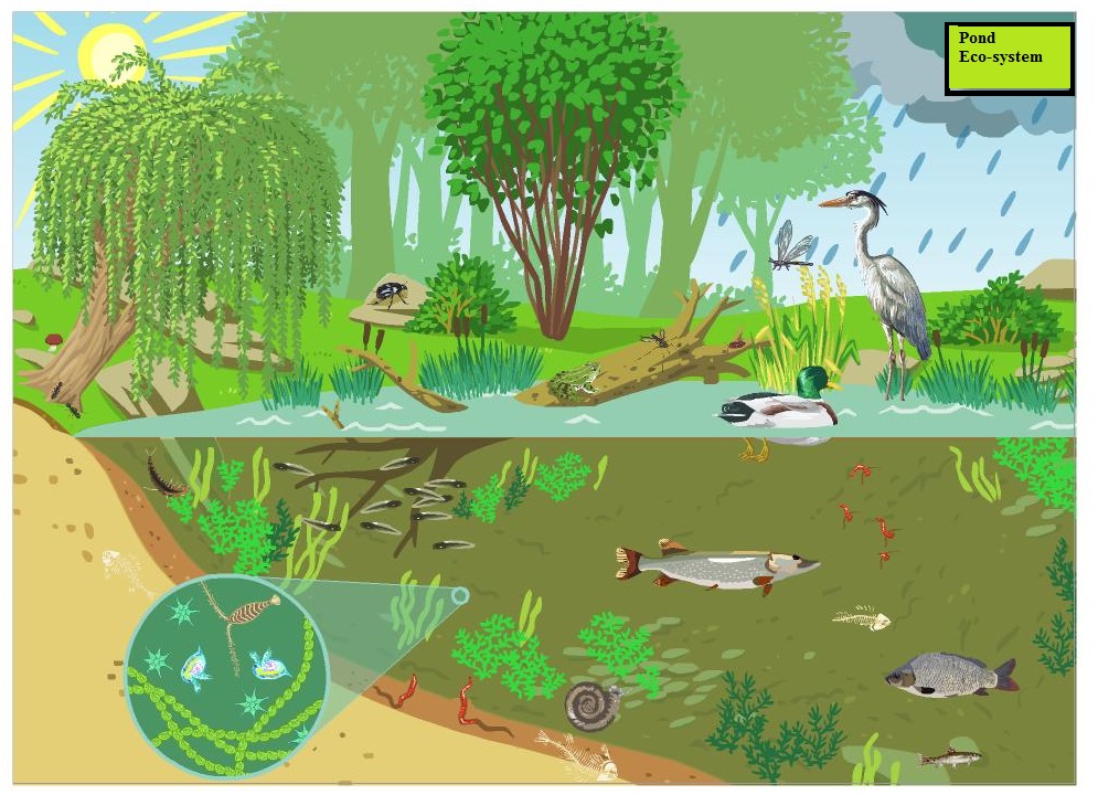 Study Of Different Components Of Pond Eco-system