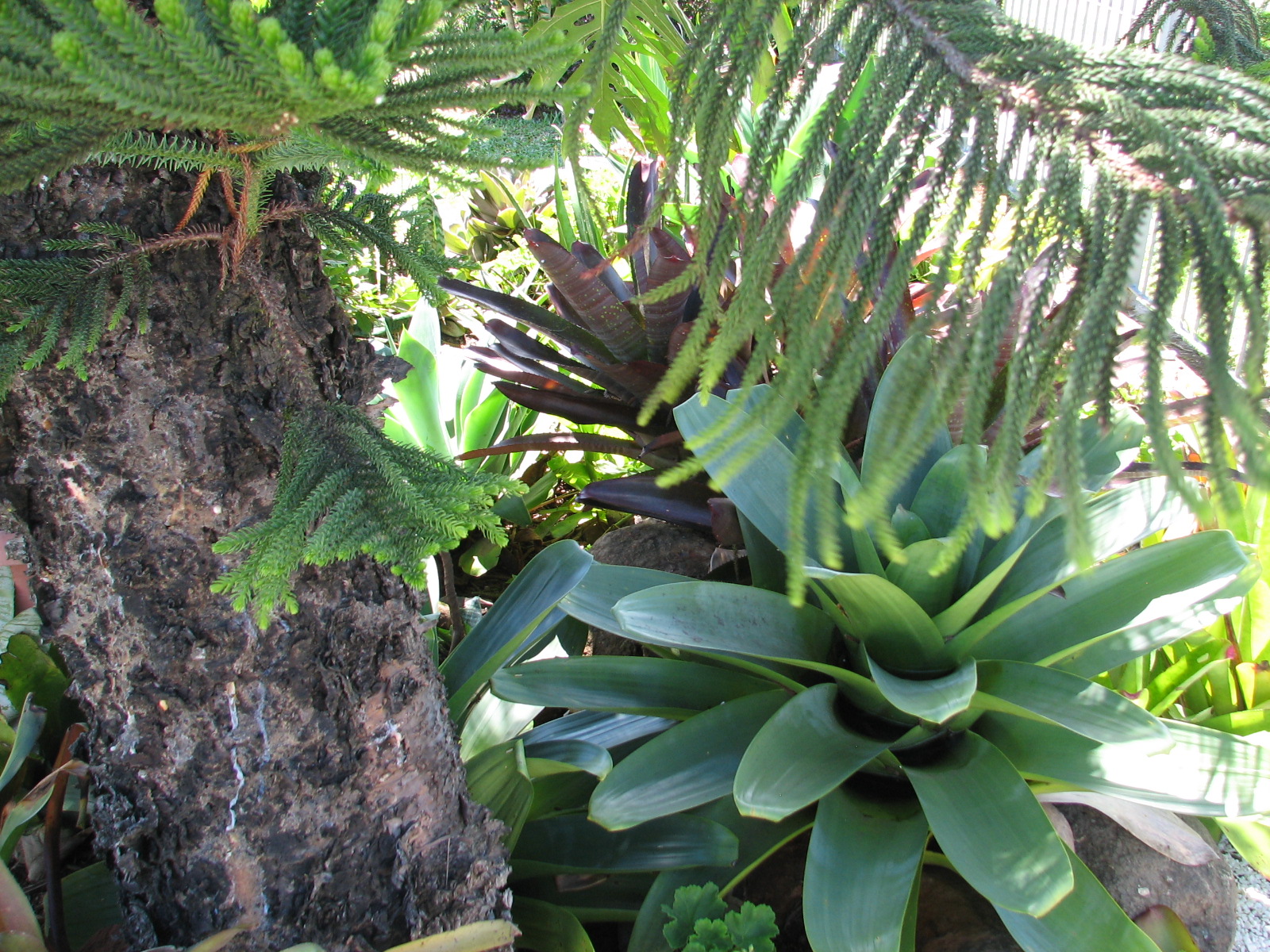 "Verdade//aspas" : 👪 Bromeliaceae (Alcantarea imperialis)