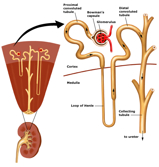 medical education: Anatomi dan Fiosiologi Sistem Perkemihan (URINARIA)