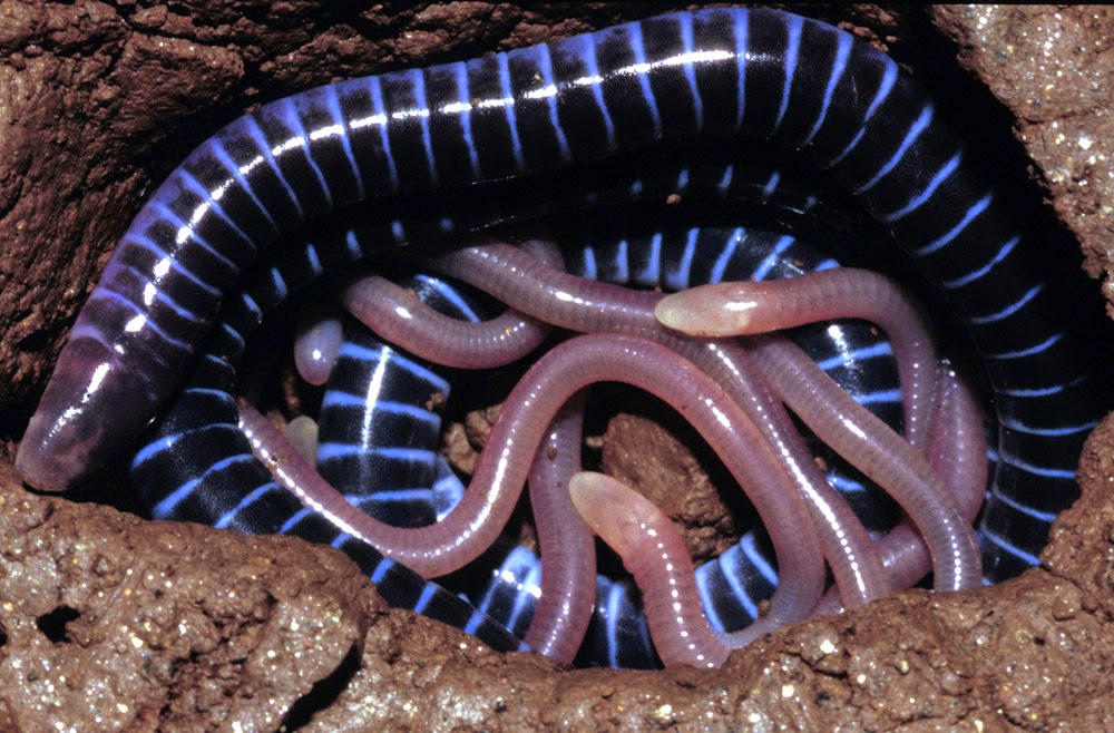 Beetle Boy's BioBlog: Species of the Week: Caecilians