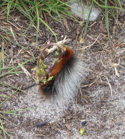 Wild and Wonderful: Various Sightings and Suffolk Wildlife Trust Nature ...