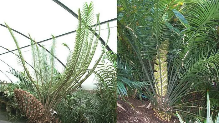 Jenis-Jenis Palem Primitif di Kebun Raya Bogor