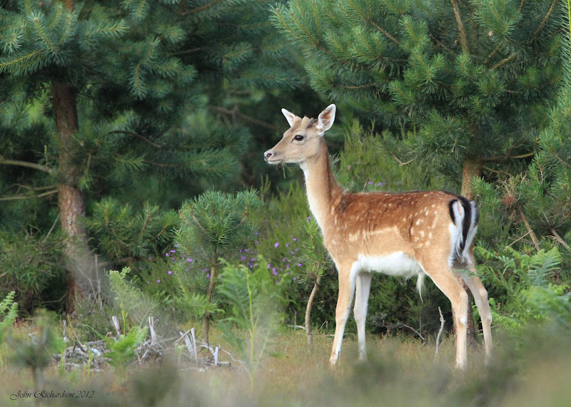 Old Man of Minsmere aka John Richardson: Beautiful Fallow Deer at Upper ...