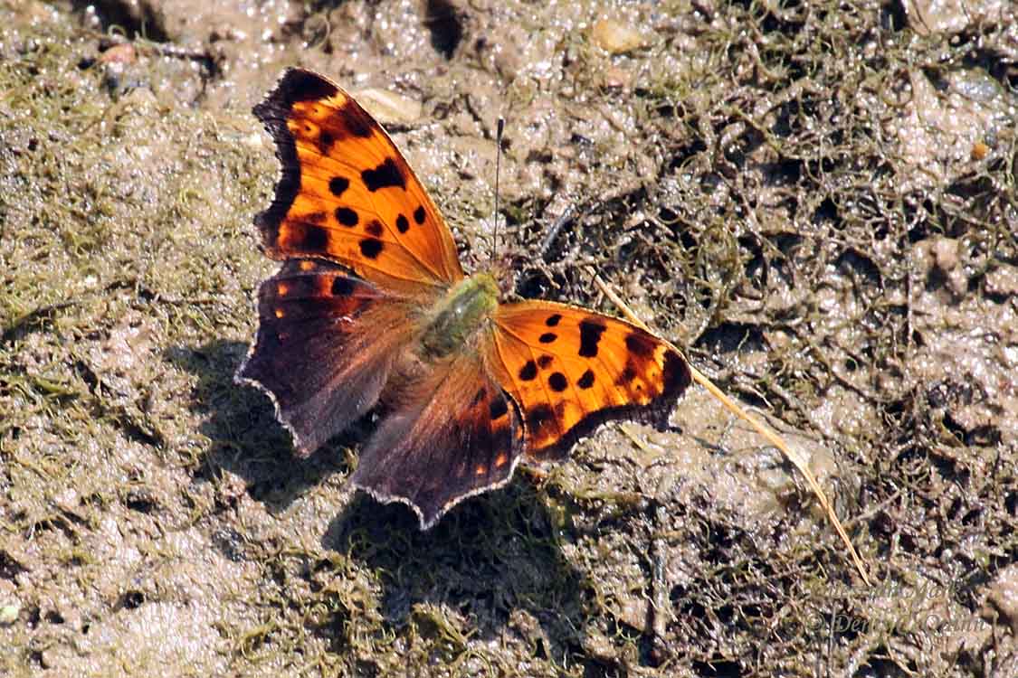 Question Mark Butterfly With Images Insects Question