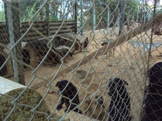 GAVA Grupo Amor à Vida Animal: GAVA Serra Negra pede explicações sobre ...