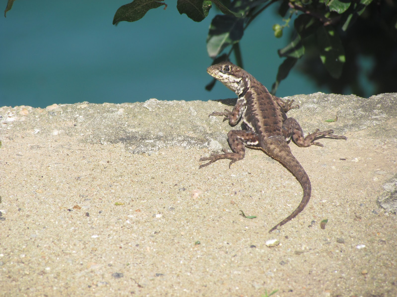 O Blog do Bruno Chaves: Calango (Tropidurus torquatus), parte 4
