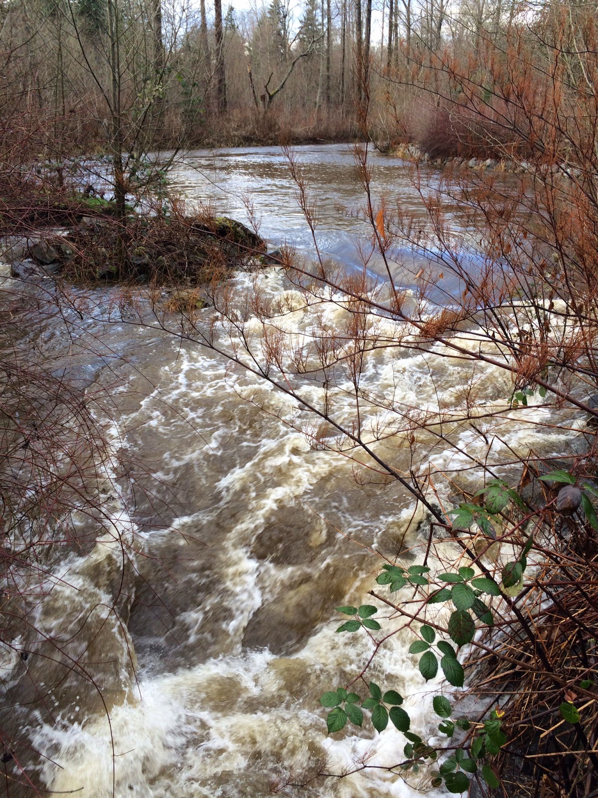 Little Swamp Creek: The Size of the Swamp Creek Watershed May Surprise You