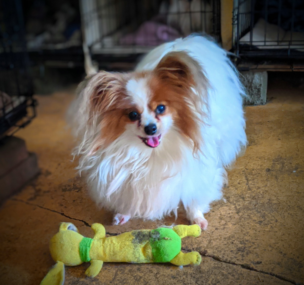 Road's End Papillons : 5.5 LBS Weight Loss in 6 Months for Papillon Dog