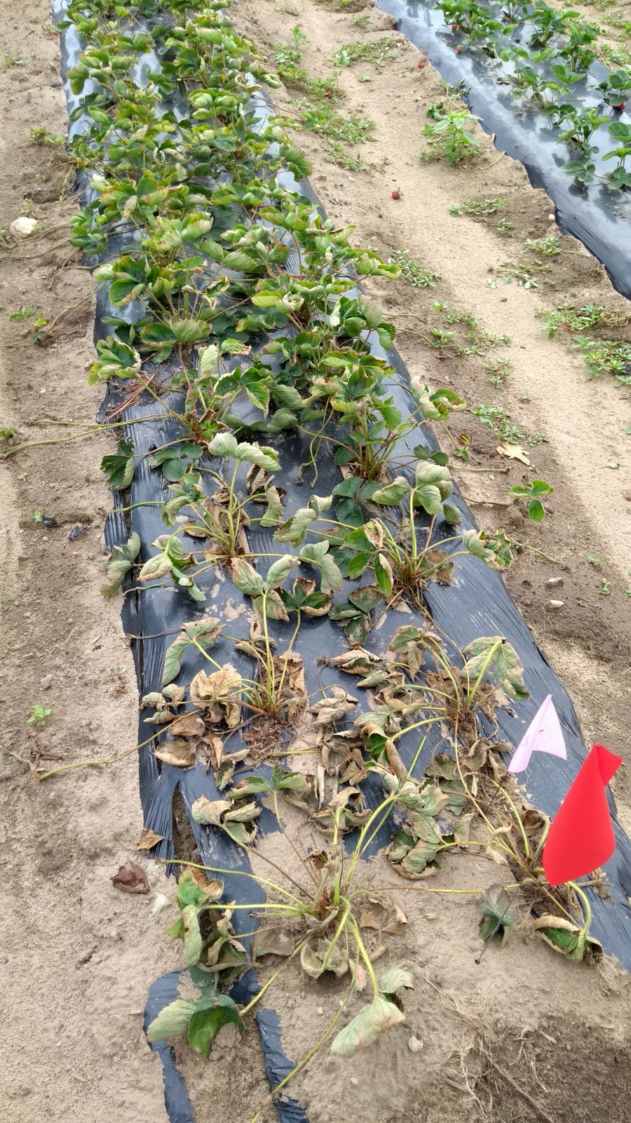 Photos for Recognizing Herbicide Injury on Berries