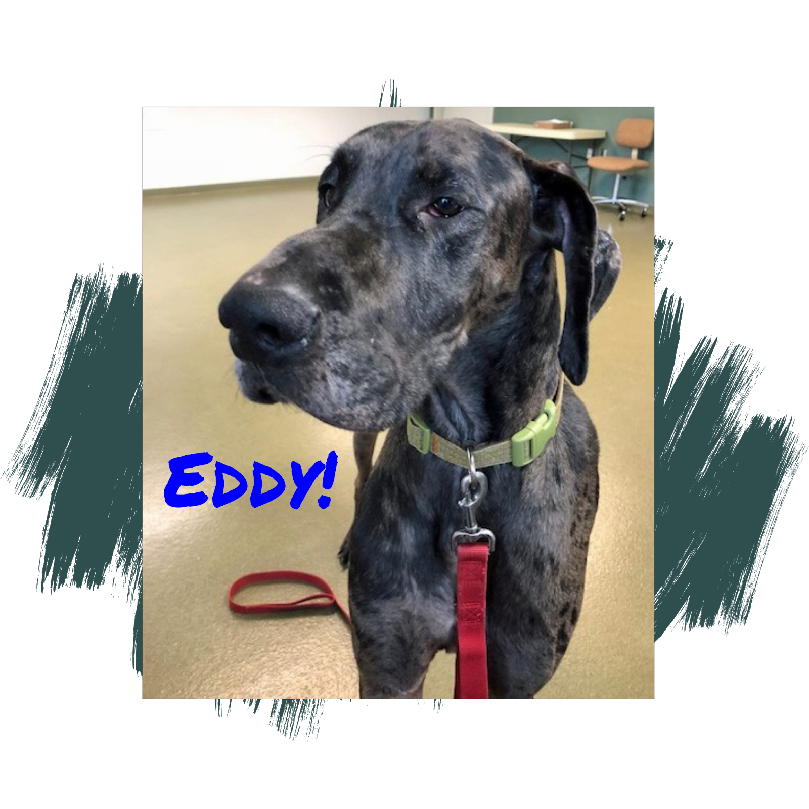 Friday's Friend! Dog Adoption, Mid-Atlantic Great Dane Rescue League ...