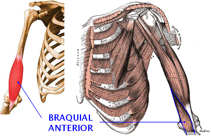 Musculos del brazo | Sistema muscular
