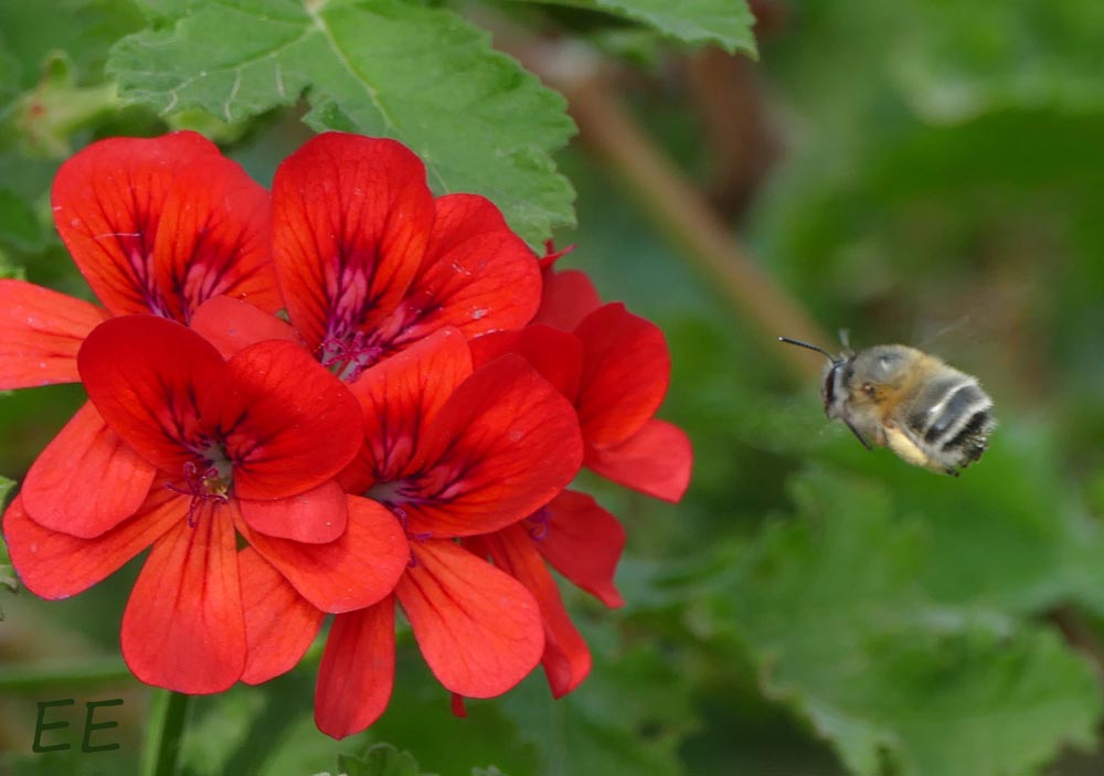 Mallorca es así también: Insectos de primavera en el jardín