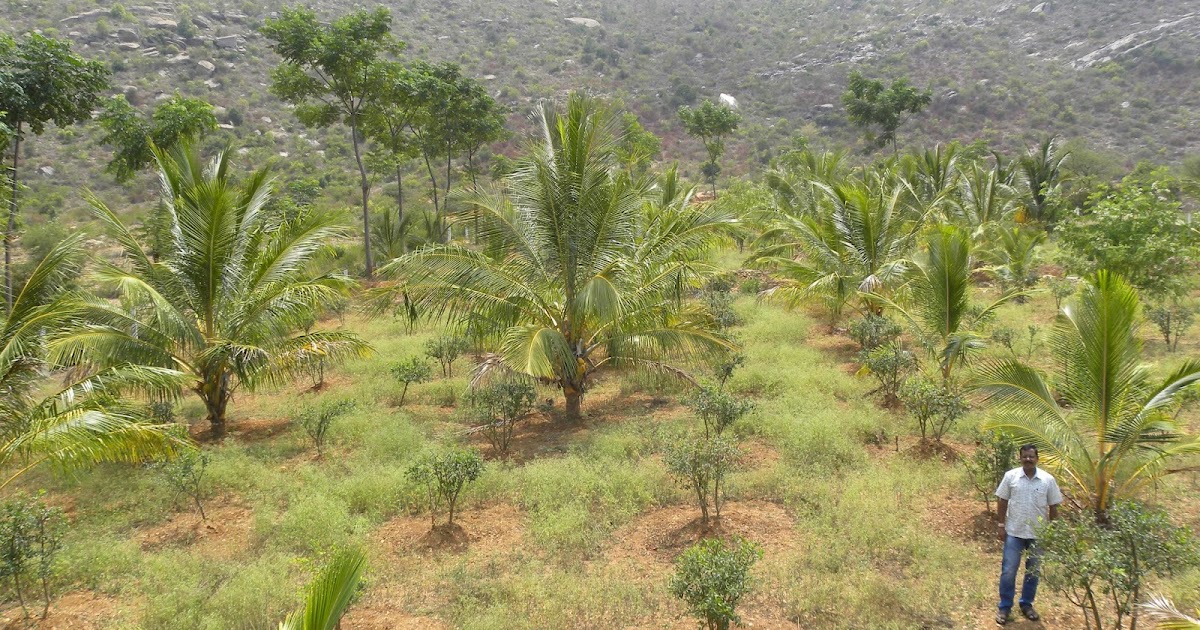 ಬಿದಿರು ಬೇಸಾಯ ಬಳಗ BIDIRU BESAYA BALAGA
