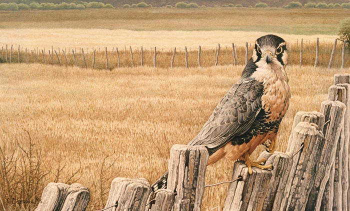 El GAUCHOGUACHO: El halcón (Tonada)