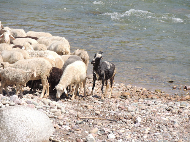How to bathe a sheep - a step by step guide :D
