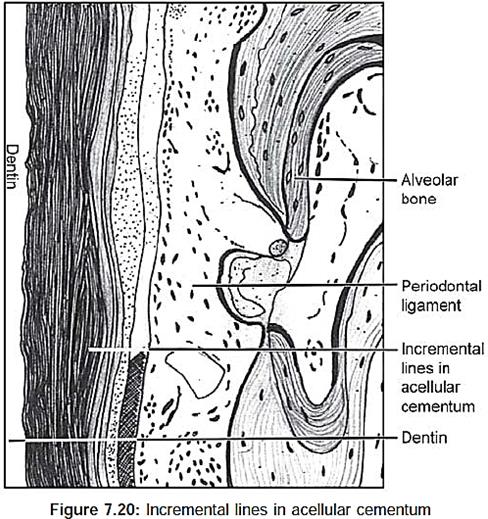 cementum structure (2) l Oral histology & biology MCQs for dental ...